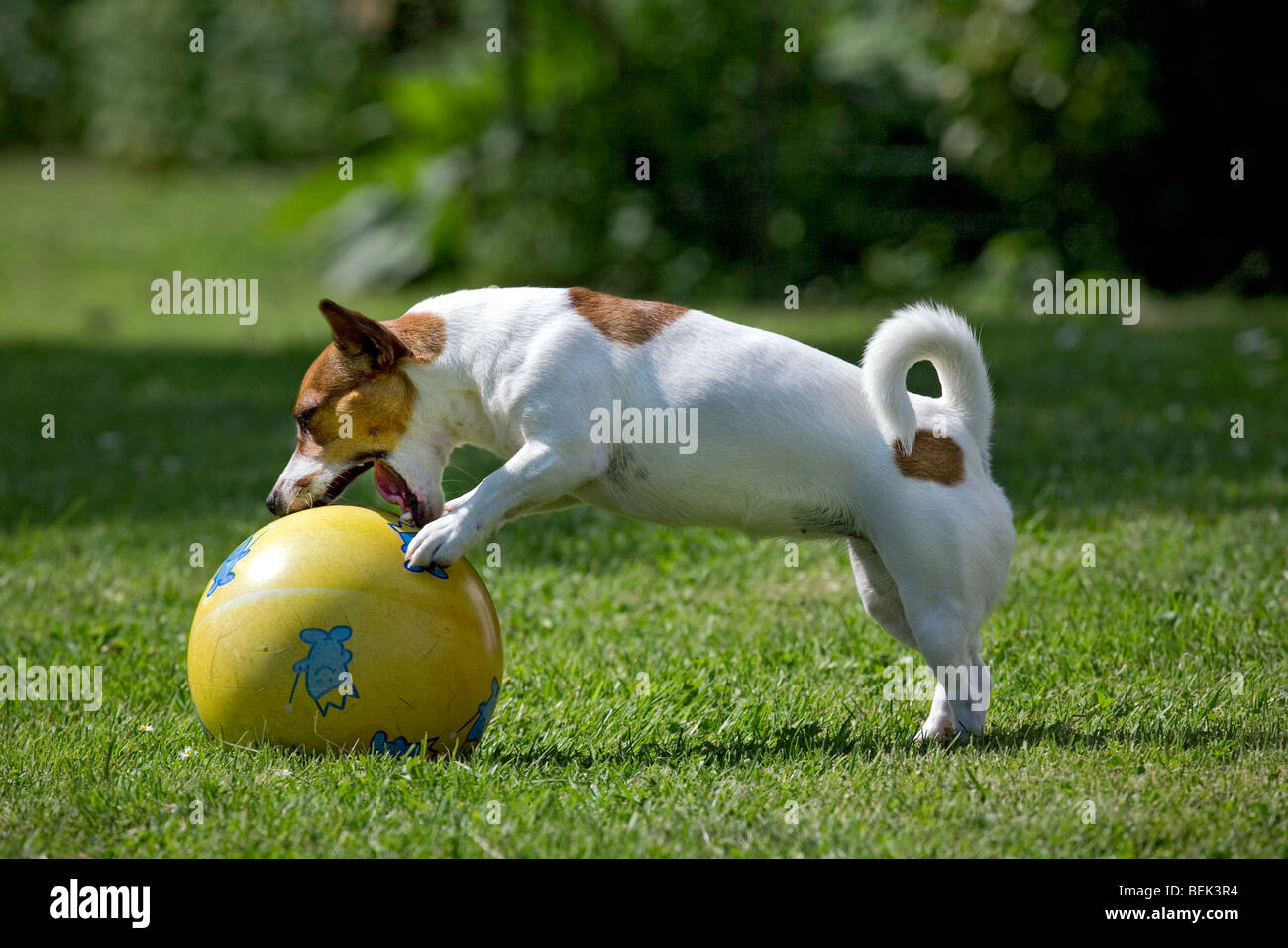 Playful Jack Russell terrier dog playing with ball in garden Stock ...