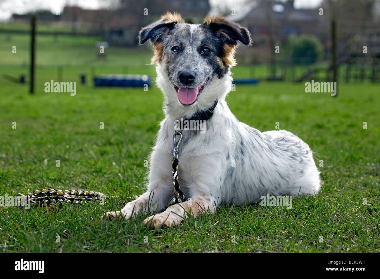 Mongrel hi-res stock photography and images - Alamy