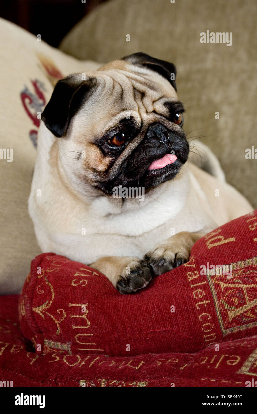 What Are Pugs Called In China