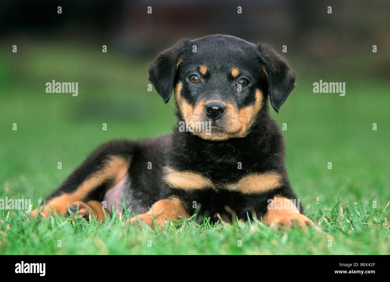 English Rottweiler Puppies
