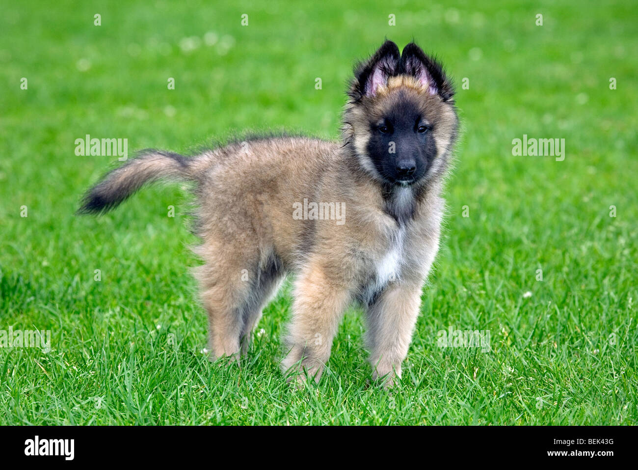 Young Belgian shepherd Tervueren / Tervuren dog pup on lawn in garden ...