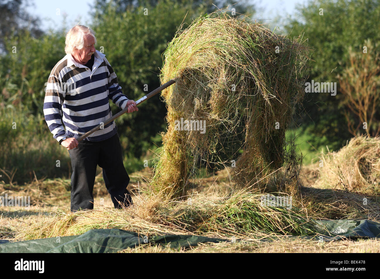 Nature managment, turning hay in hayfield in nature reserve, Belgium ...