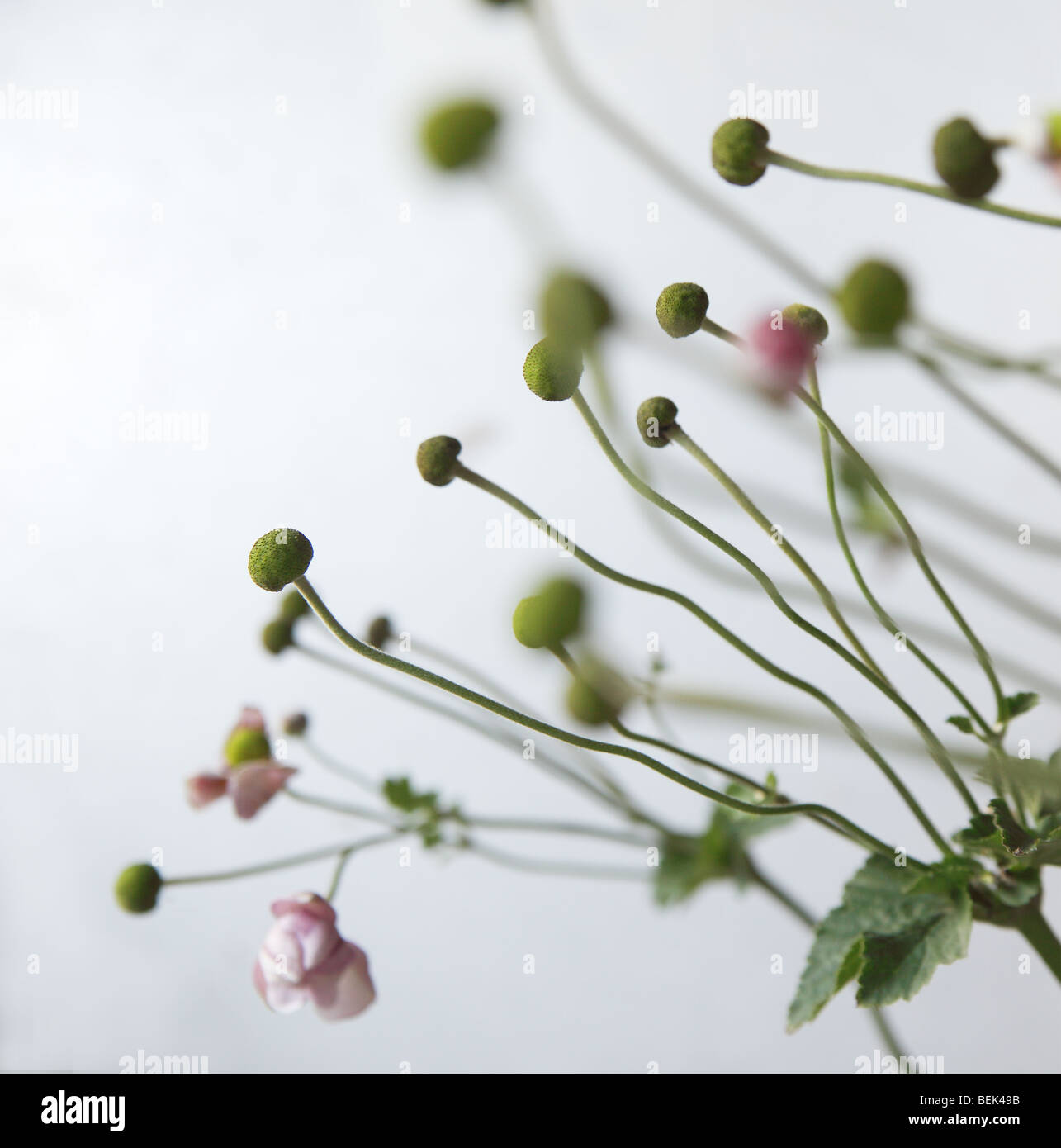 Japanese anemone flower hi-res stock photography and images - Alamy