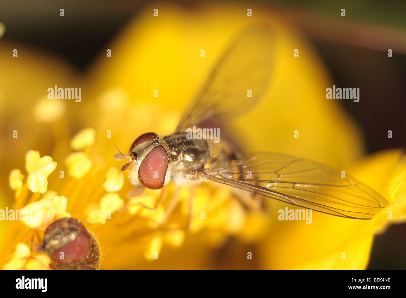 Photos of pollination hi-res stock photography and images - Alamy