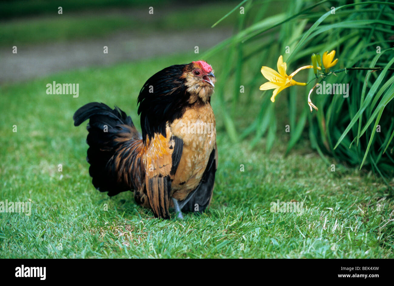 Cock of bearded Antwerp, Belgian chicken breed, Belgium Stock Photo - Alamy