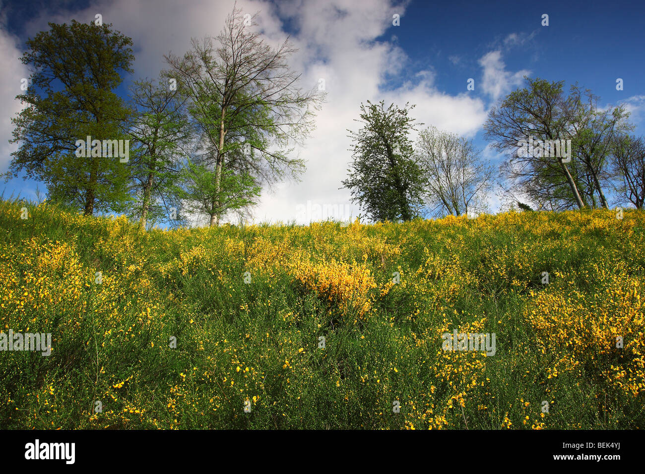 Link broom flower (Cytisus scoparius) with trees and clouds, Belgium ...