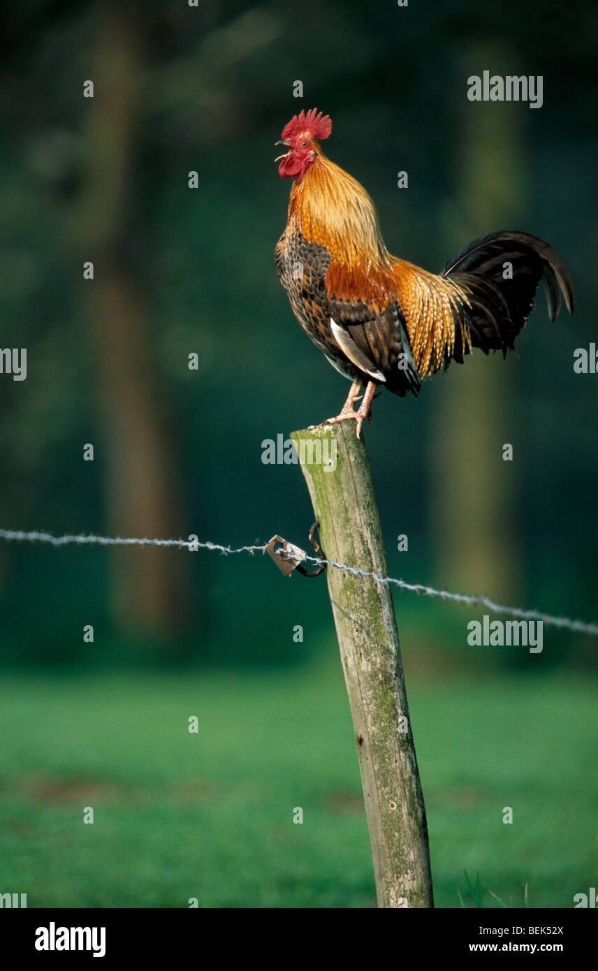 Cock crowing on fence along field Stock Photo - Alamy