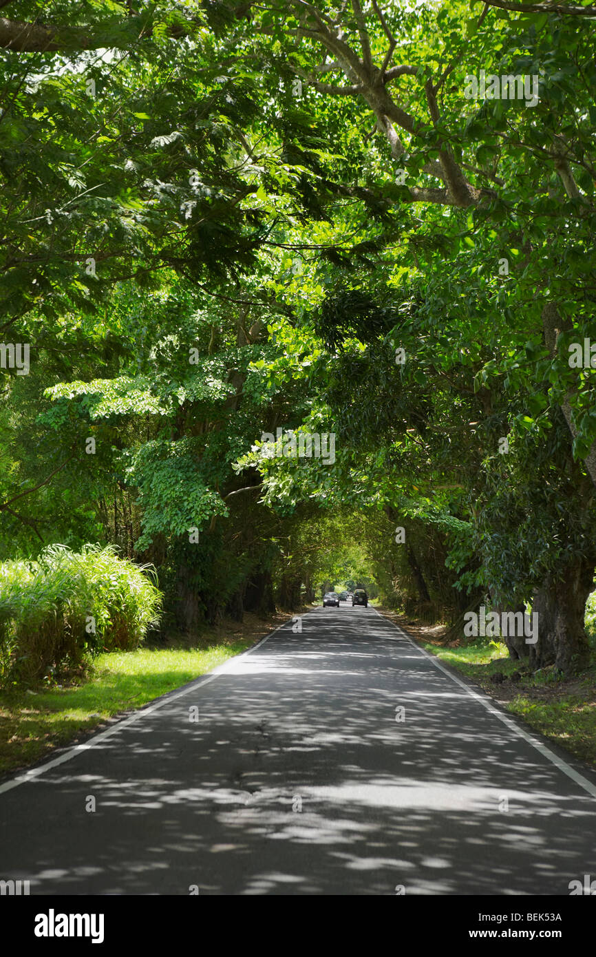 Trees along a road, Puerto Rico Stock Photo - Alamy