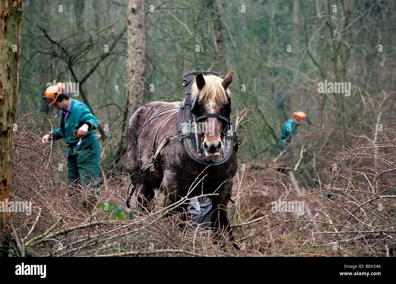 Forester dragging tree trunk / log from forest with Belgian Draft horse ...