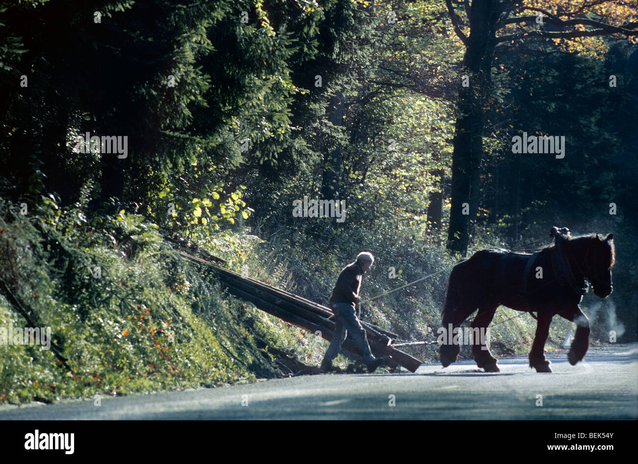 Forester dragging tree trunk / log from forest with Belgian Draft horse ...