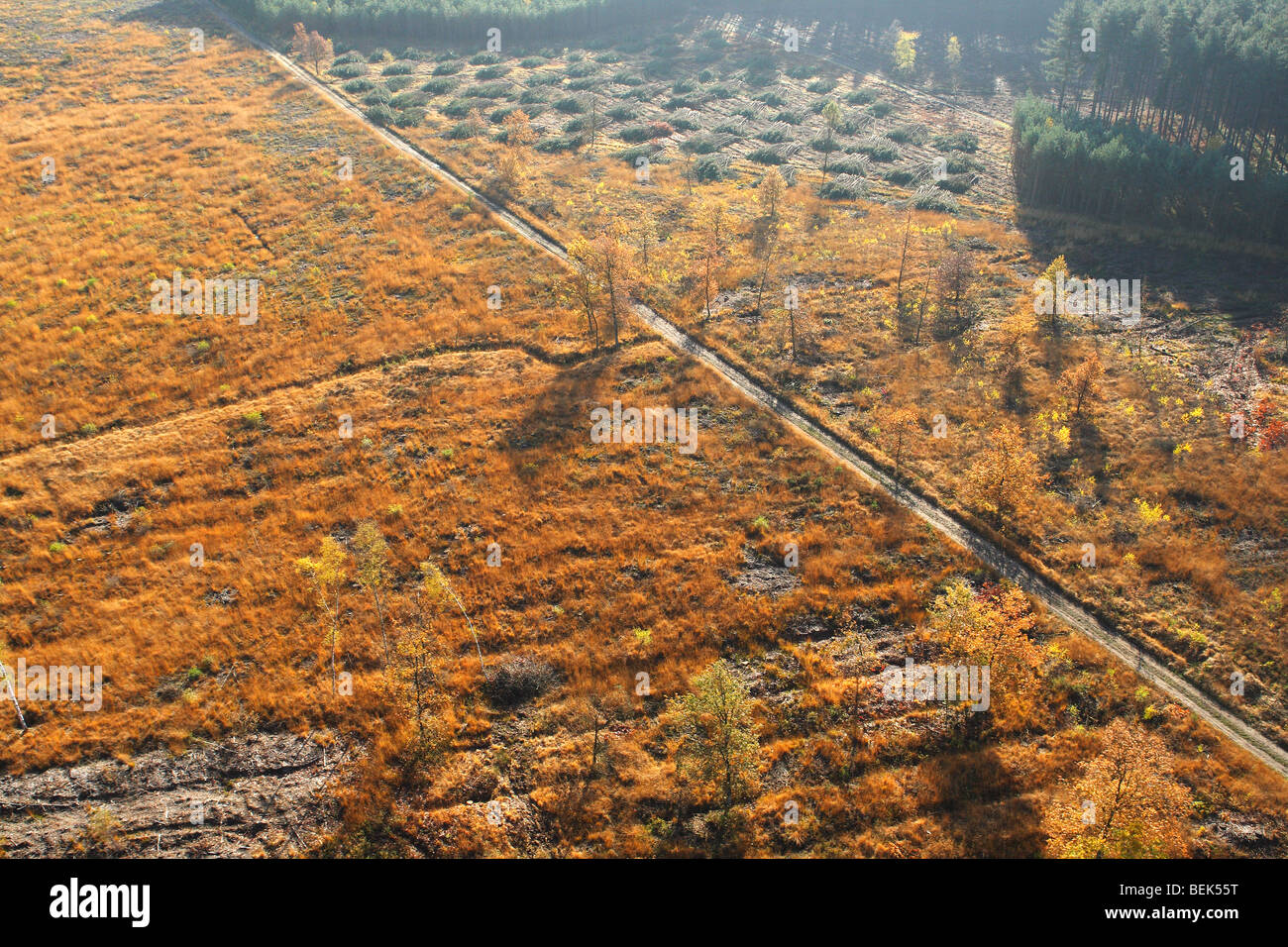 Deforestation of pine forest, forest transformation and development of ...