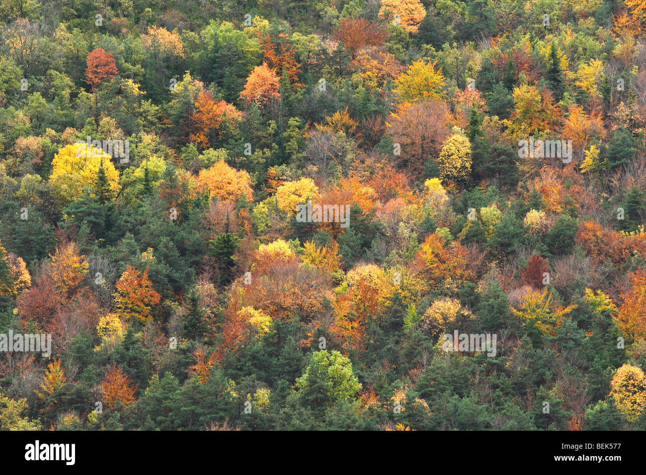 English oak tree quercus robur in autumn colours hi-res stock ...