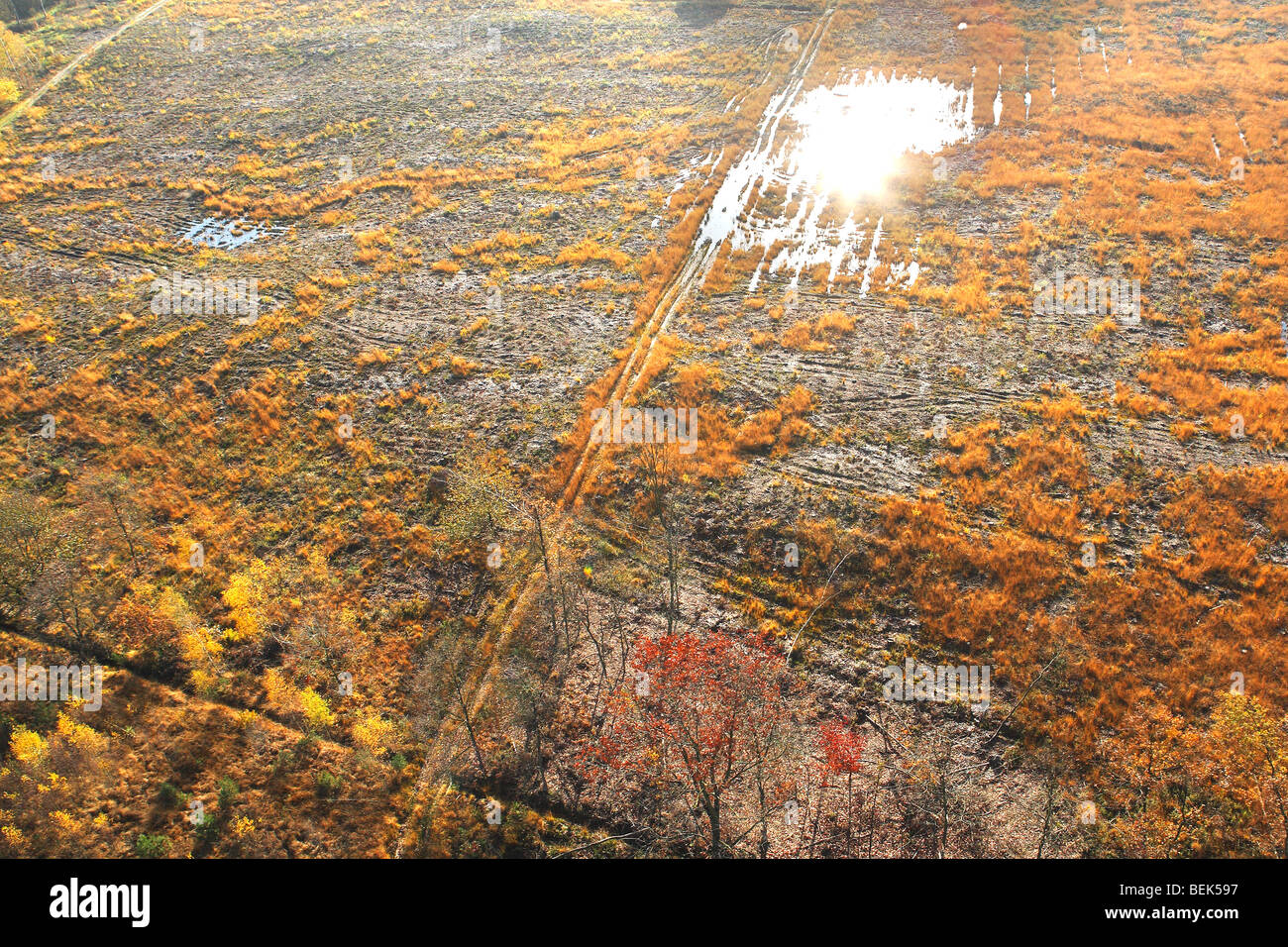Deforestation of pine forest, forest transformation and development of ...