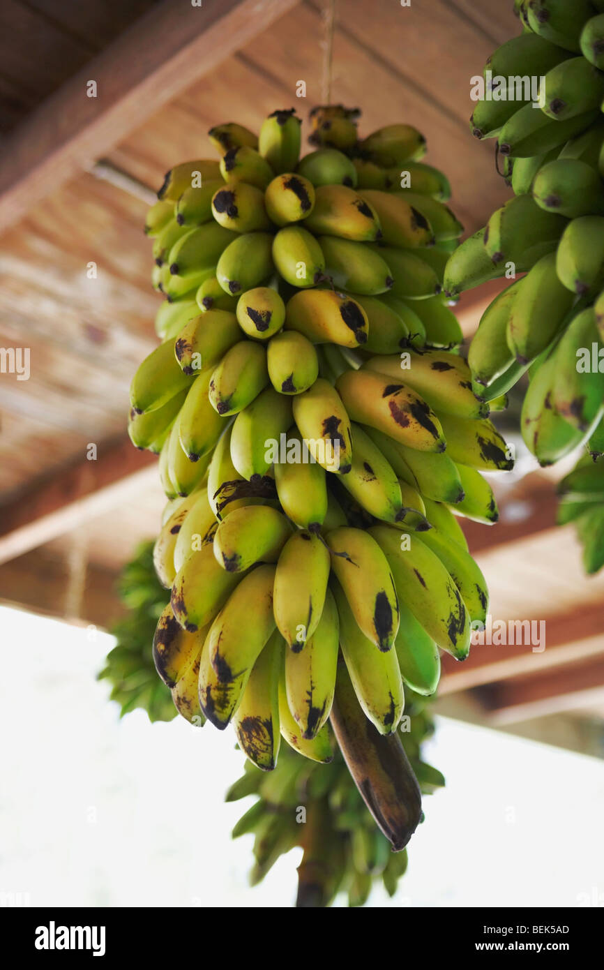 Close-up of bunches of bananas hanging from ceiling Stock Photo - Alamy