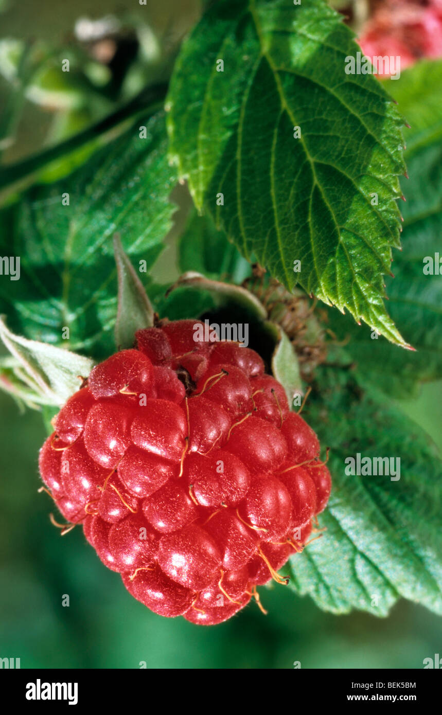 Raspberry bush uk hi-res stock photography and images - Alamy