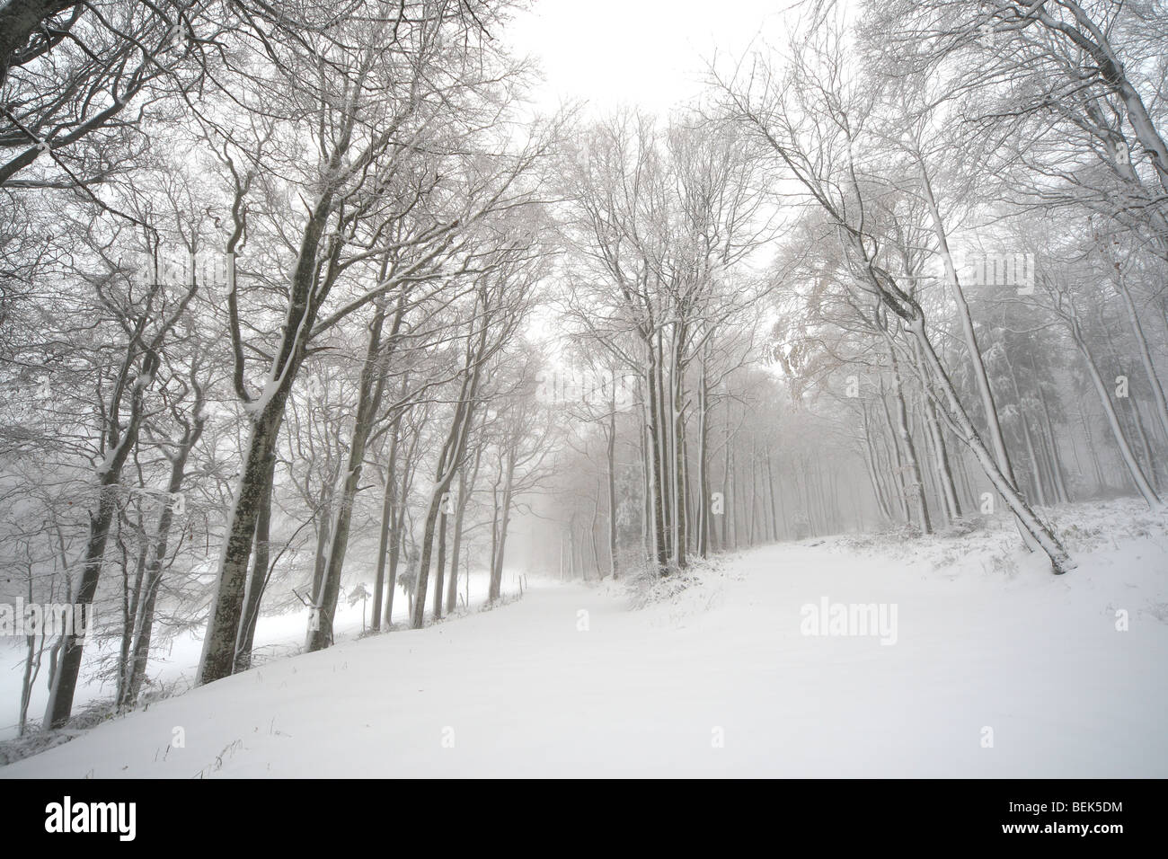 Fagus forest branches fagaceae hi-res stock photography and images - Alamy