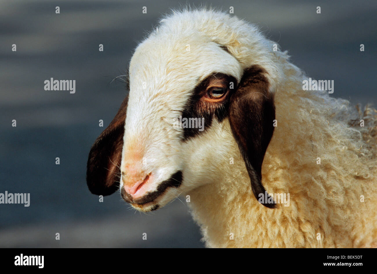 Carinthian sheep lamb (Ovis aries) close up of head Stock Photo - Alamy