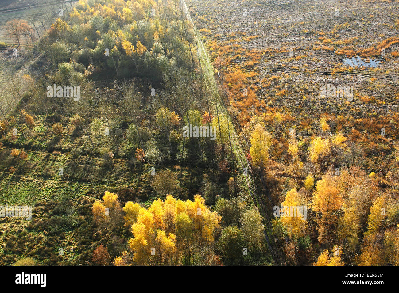 Deforestation of pine forest, forest transformation and development of ...
