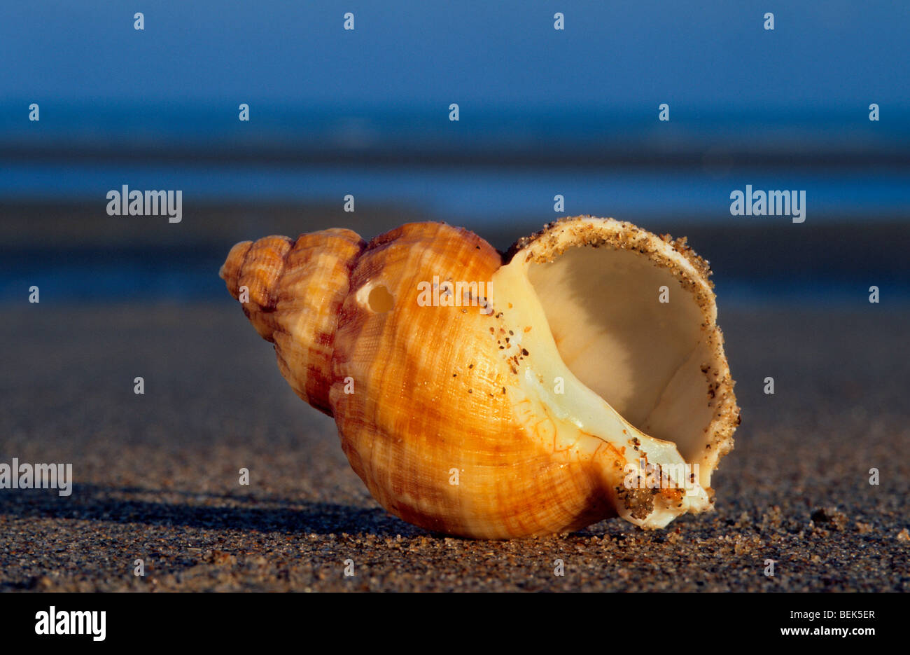 Whelk seashells hi-res stock photography and images - Alamy