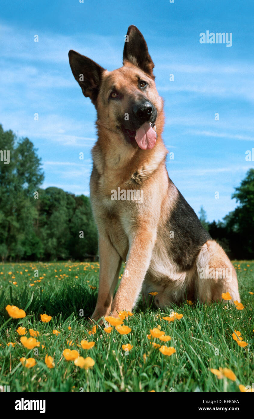 German shepherd dog (Canis lupus familiaris) sitting in field with ...