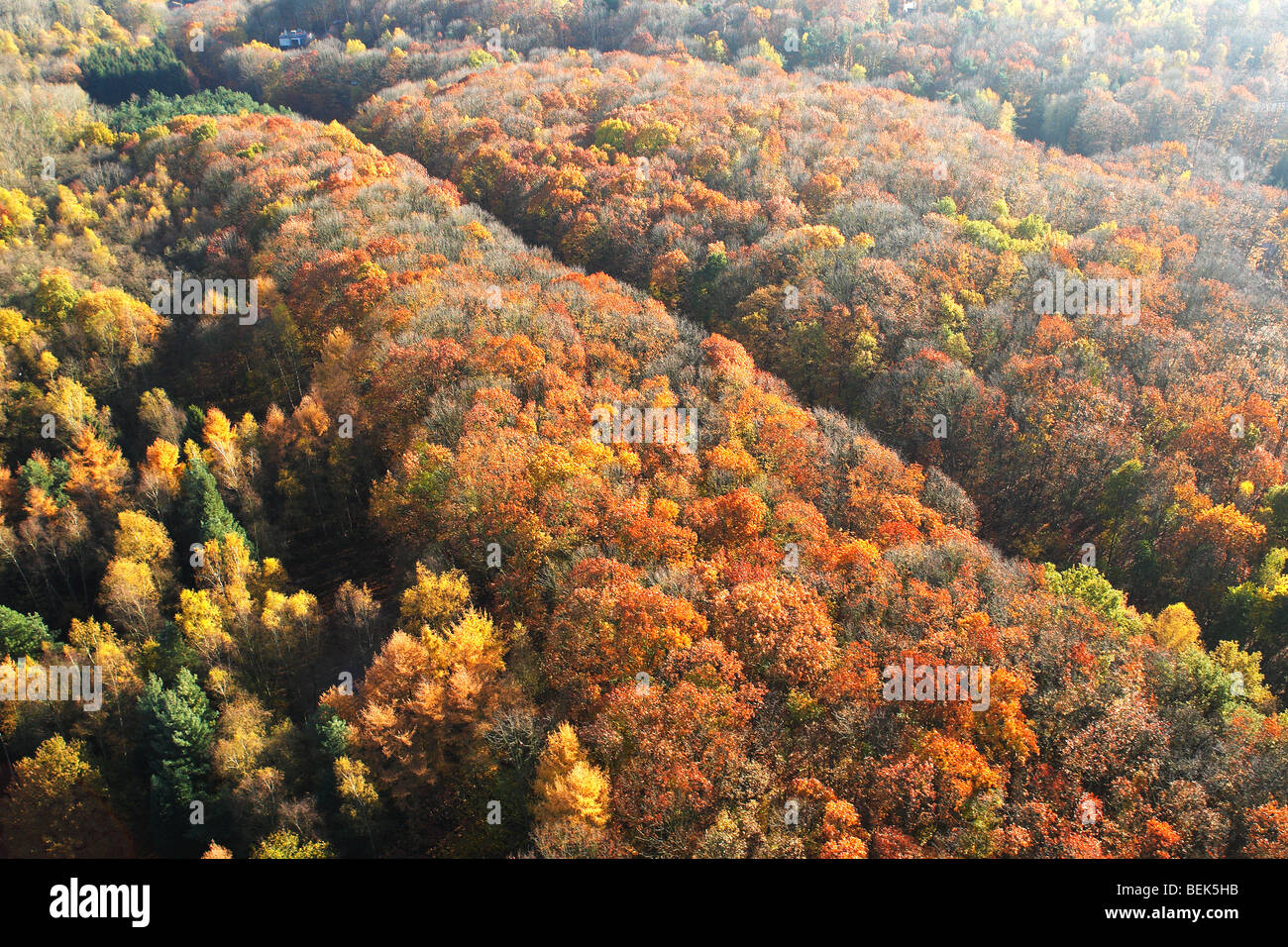 Mixed forest with Beech (Fagus sylvatica) and avenue in autumn from the ...