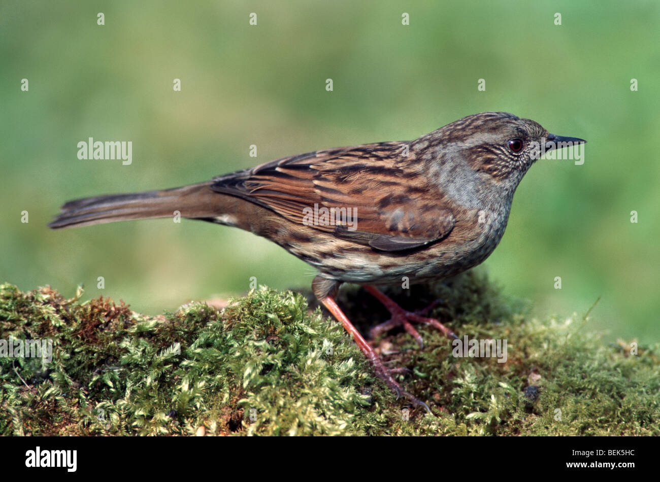 Dunnock portrait hi-res stock photography and images - Alamy