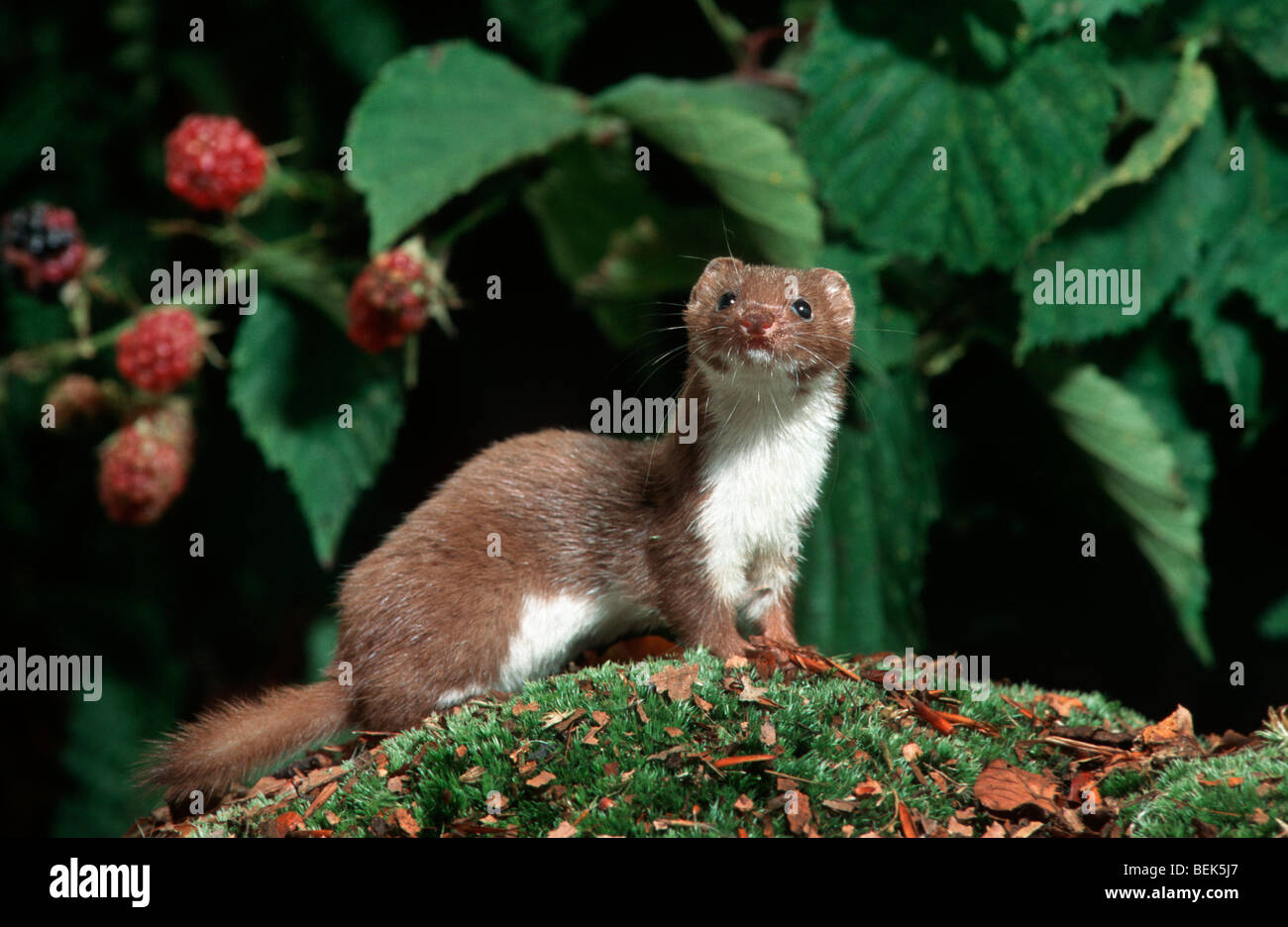 Least Weasel Hunting