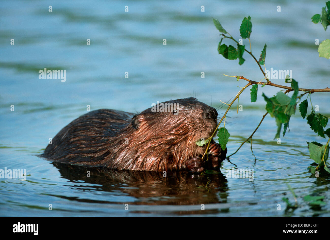 Eurasian beaver / European beaver (Castor fiber) feeding on leaves in ...