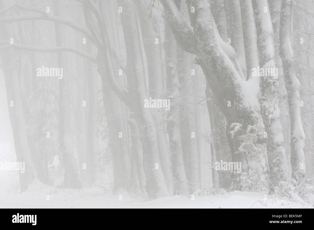 Fagus sylvatica winter beech trees tree hi-res stock photography and ...
