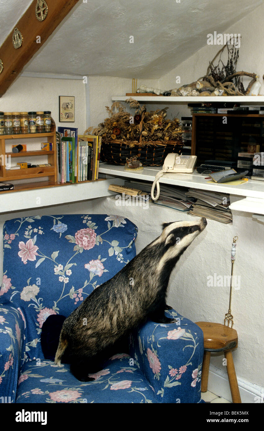 Bold and curious European badger (Meles meles) inside house exploring ...