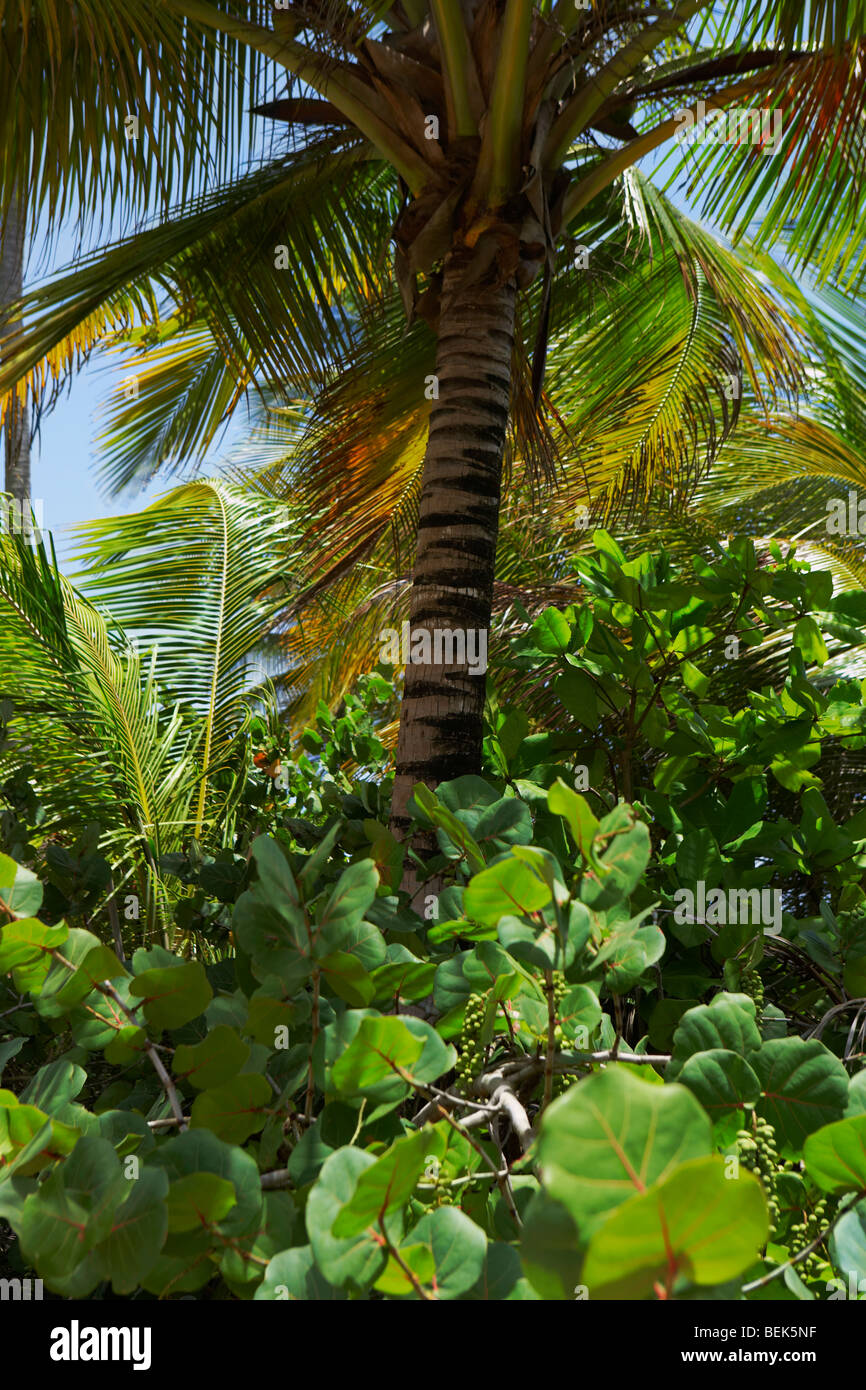 Low angle view of Palm trees on the beach, Pinones Beach, Puerto Rico ...