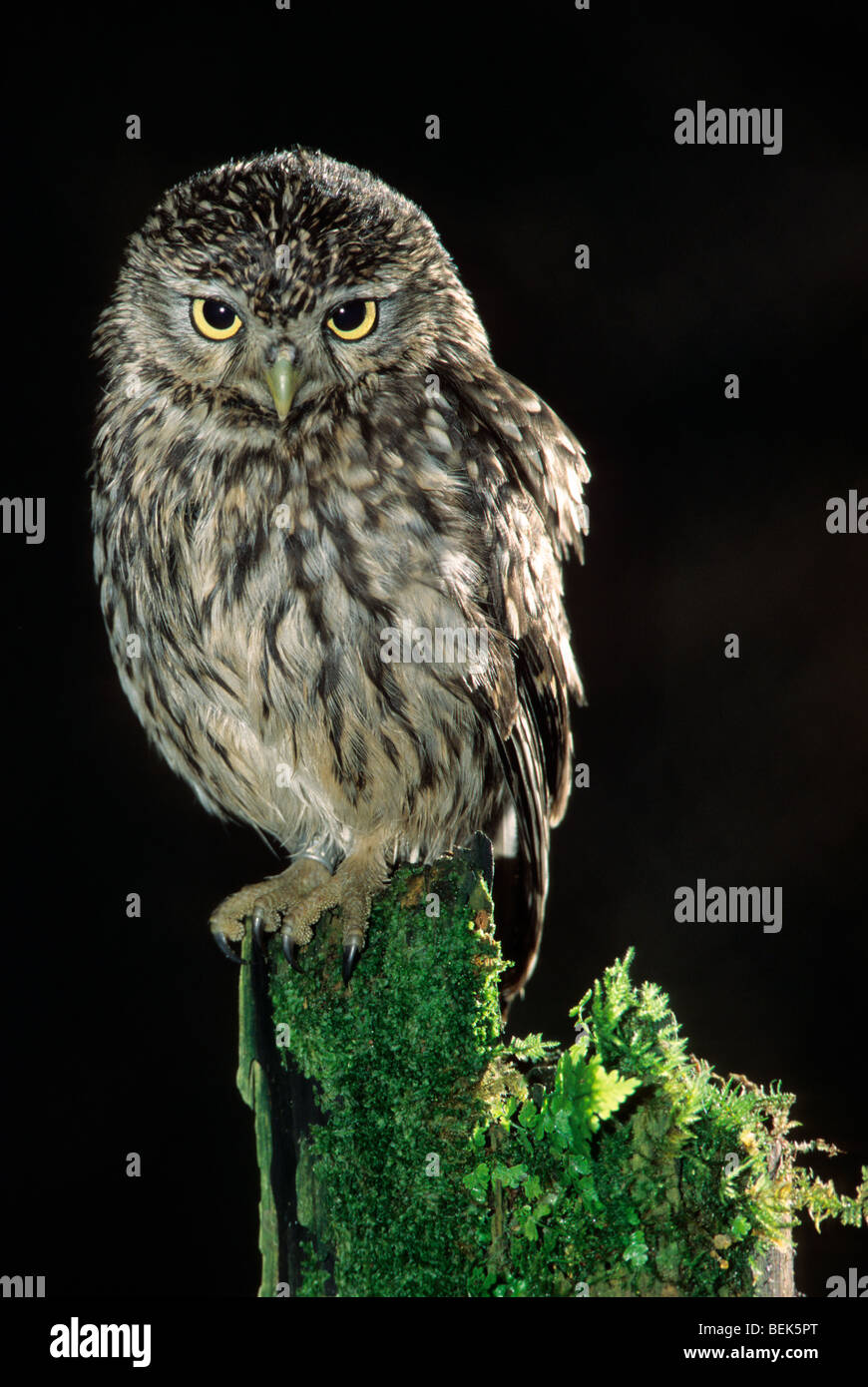Owl of athena hi-res stock photography and images - Alamy
