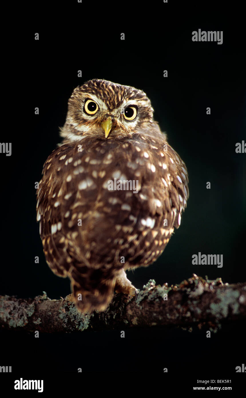 Little Owl (Athena noctua) perched on branch at night Stock Photo - Alamy