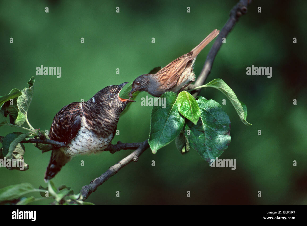 Common cuckoo chick dunnock hi-res stock photography and images - Alamy