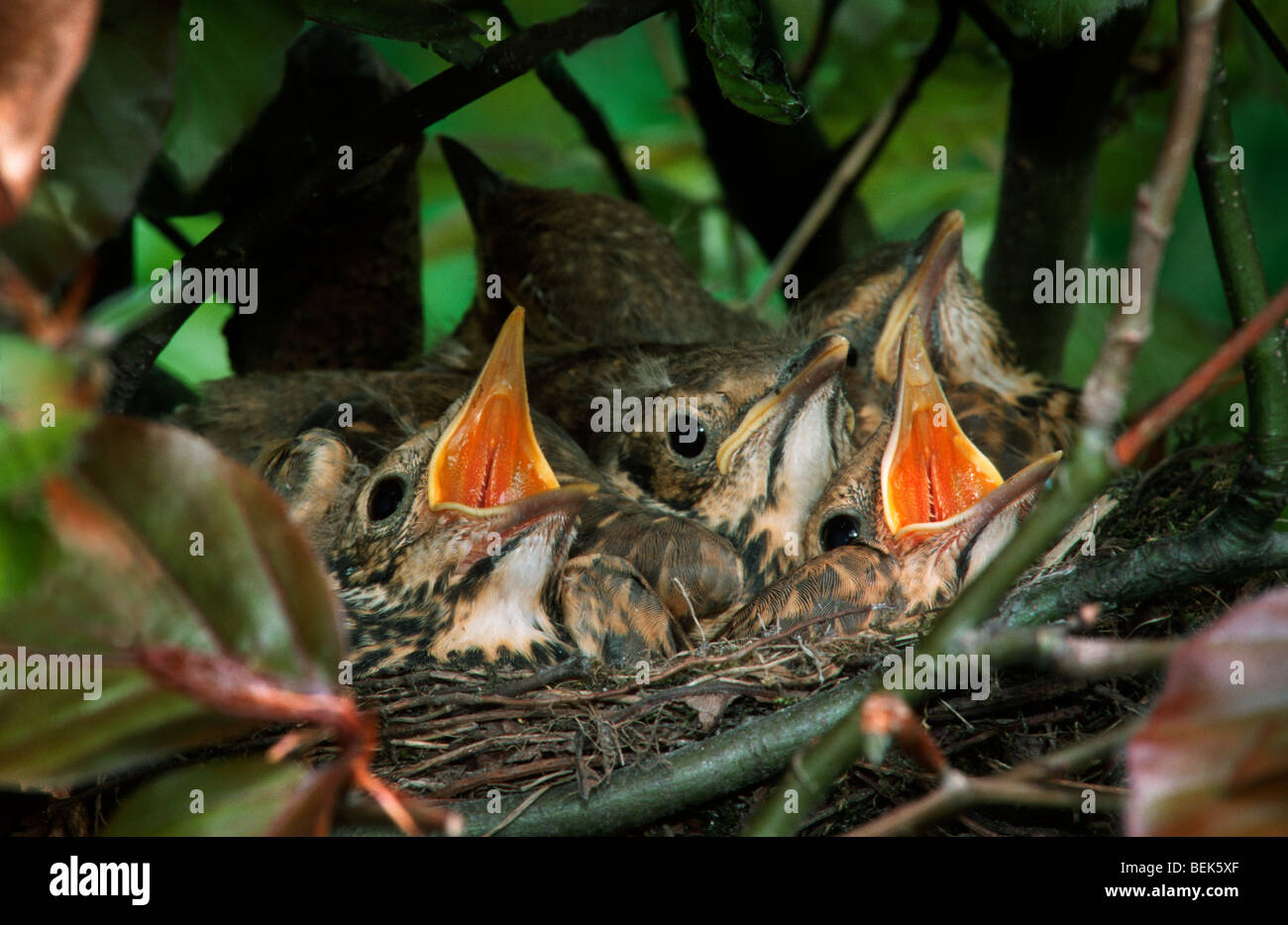 Chirping bird chick hi-res stock photography and images - Alamy