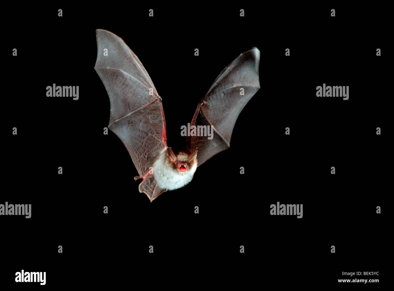 Natterer's bat in flight (Myotis nattereri) at night Stock Photo - Alamy