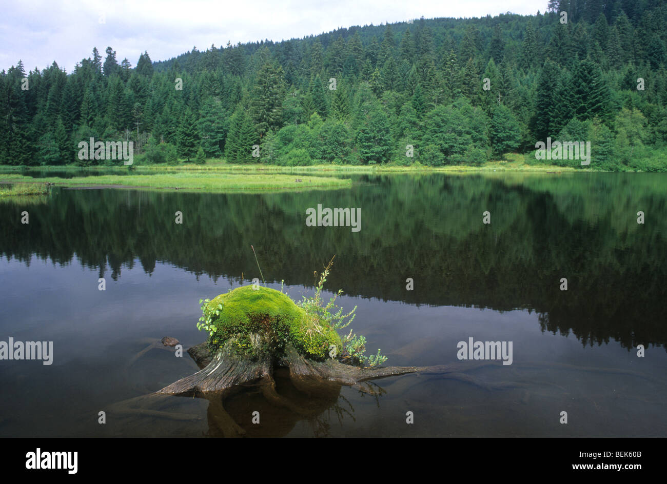 Forest and lake in Vosges, France Stock Photo - Alamy