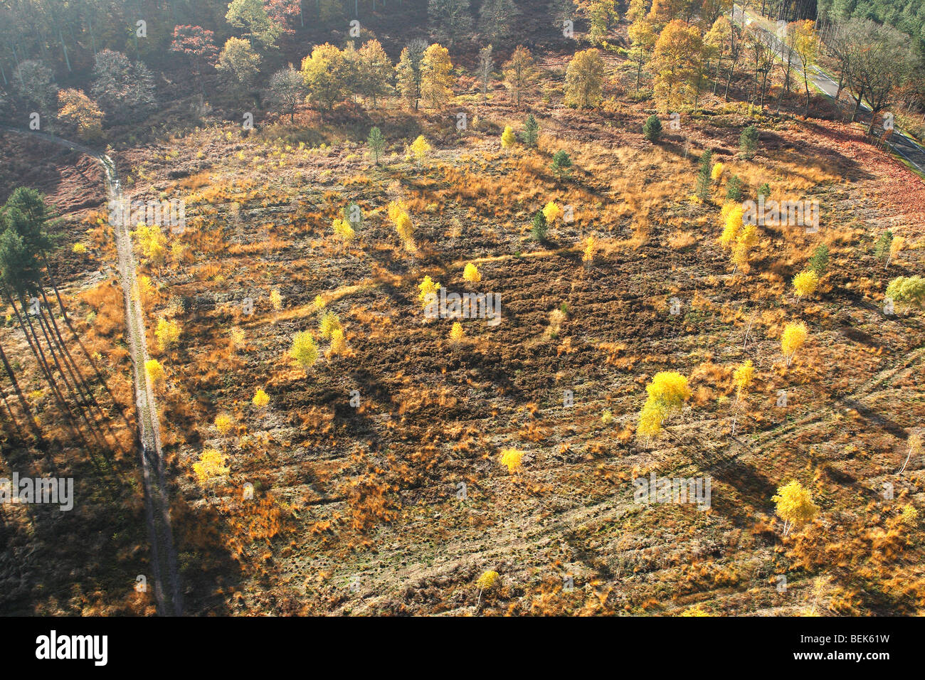 Deforestation of pine forest, forest transformation and development of ...