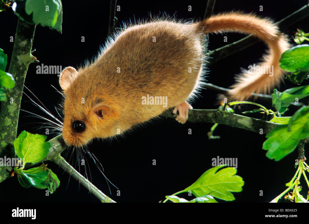 Fauna dormice hi-res stock photography and images - Alamy