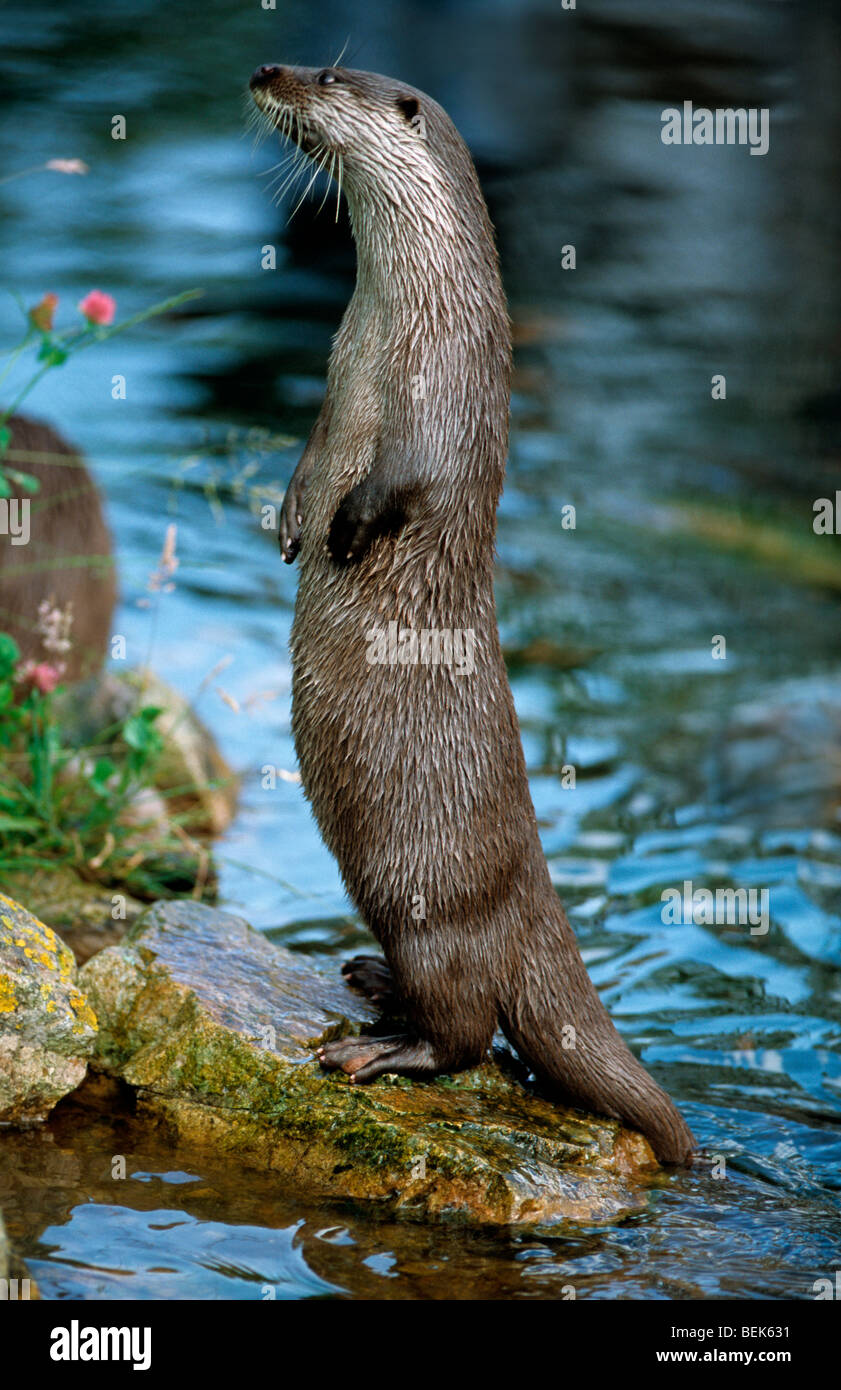 European river otter (Lutra lutra) standing on hind legs for better ...