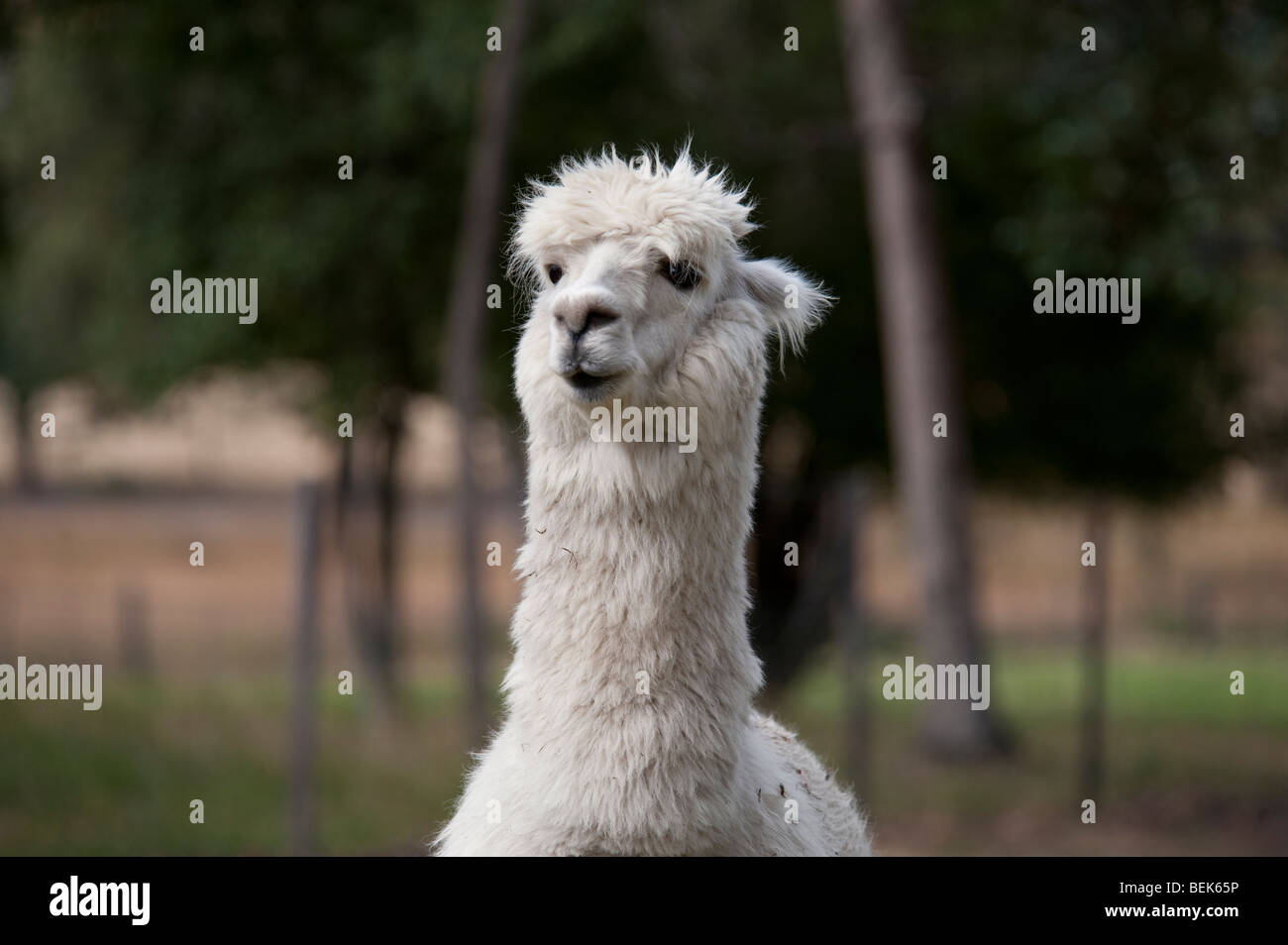 ALPACA, TASMANIA, AUSTRALIA Stock Photo - Alamy