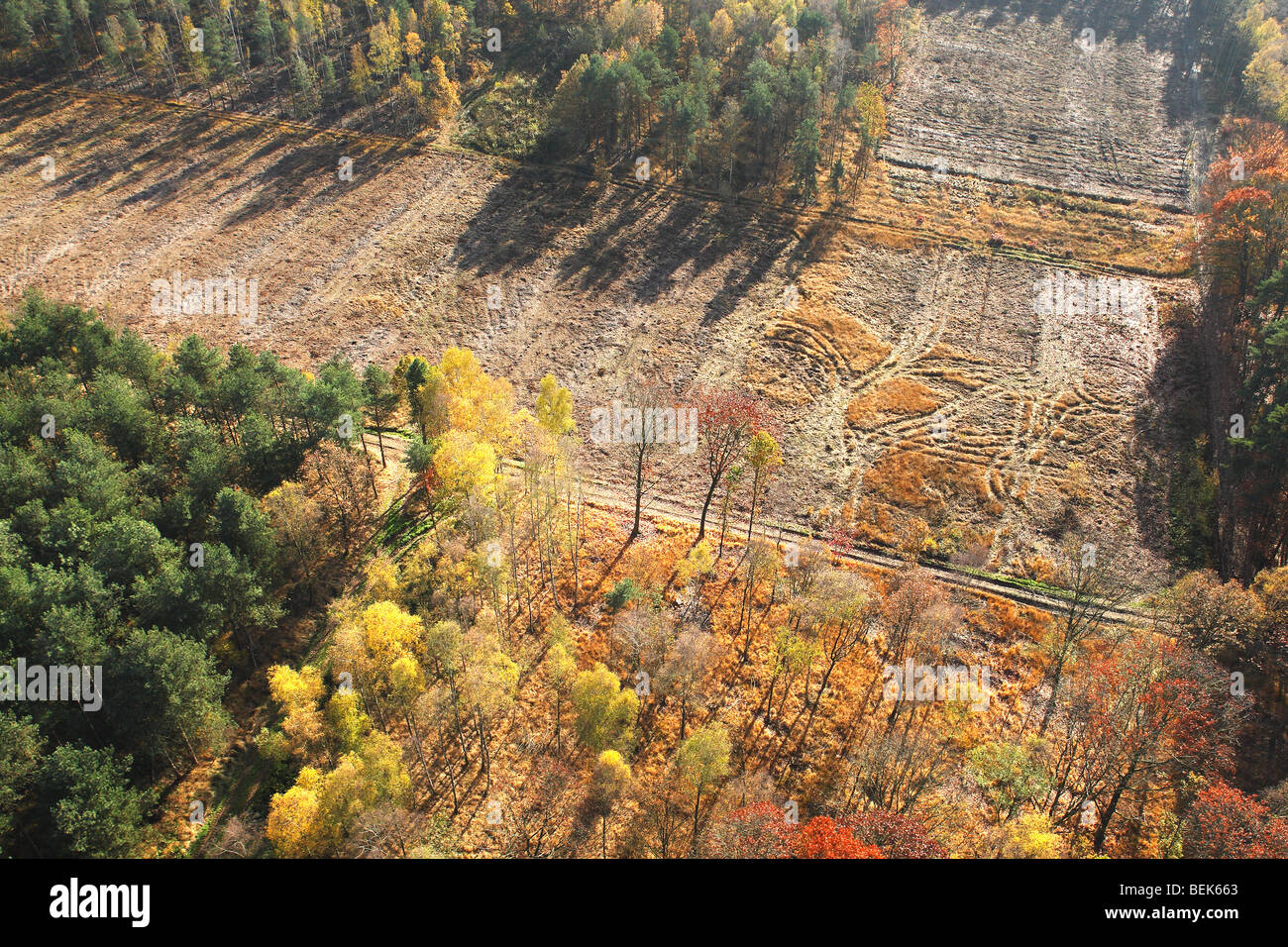 Deforestation of pine forest, forest transformation and development of ...
