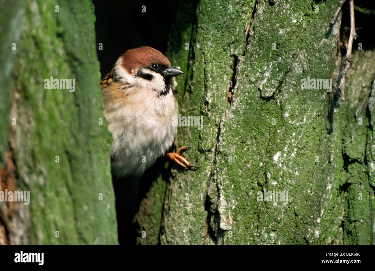 British passerine nest hi-res stock photography and images - Alamy
