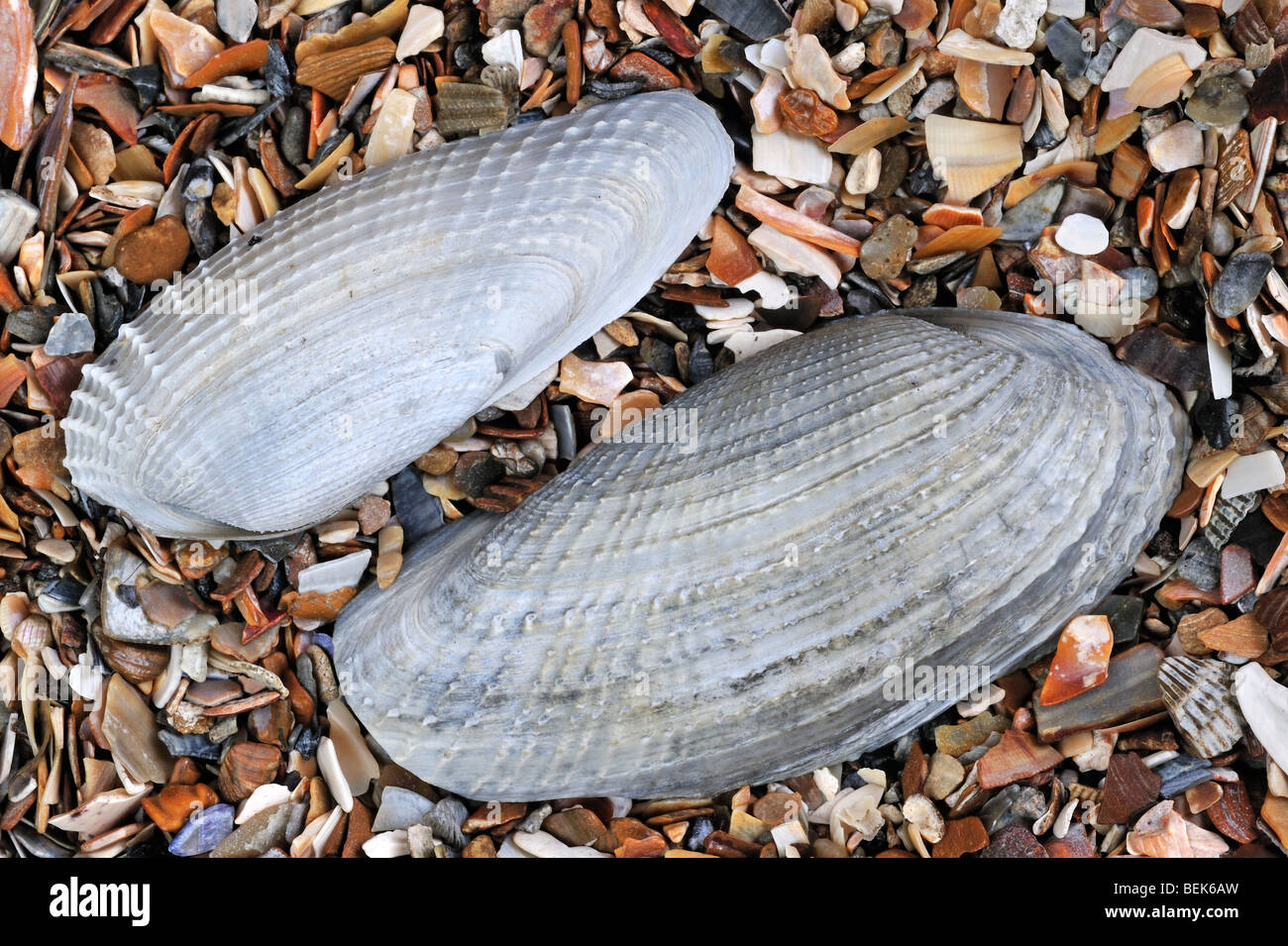 Piddock shell hi-res stock photography and images - Alamy