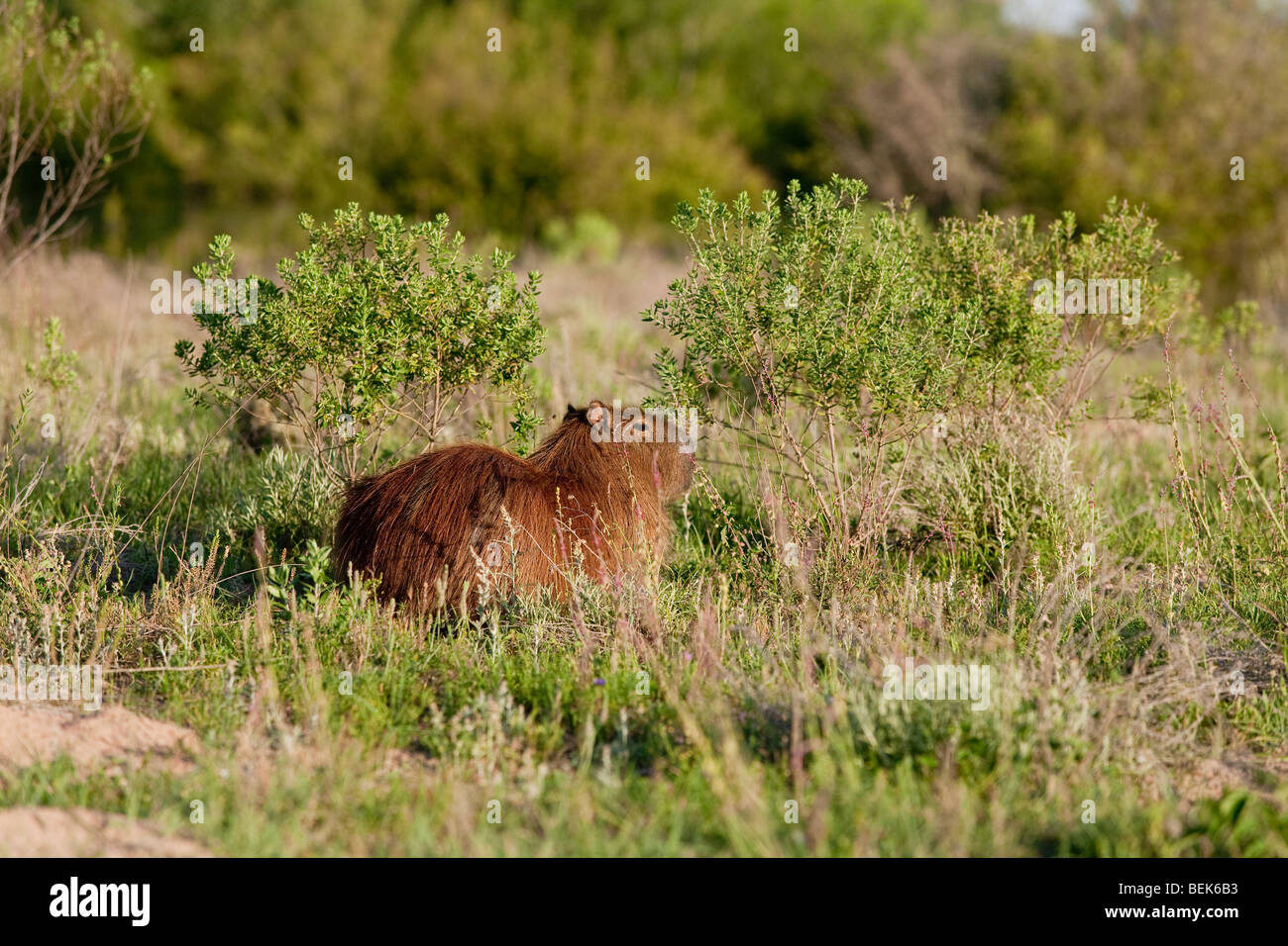 CAPYBARA Hydrochoeris hydrochaeris LYING AT RIVER SHORE, EL PALMAR ...