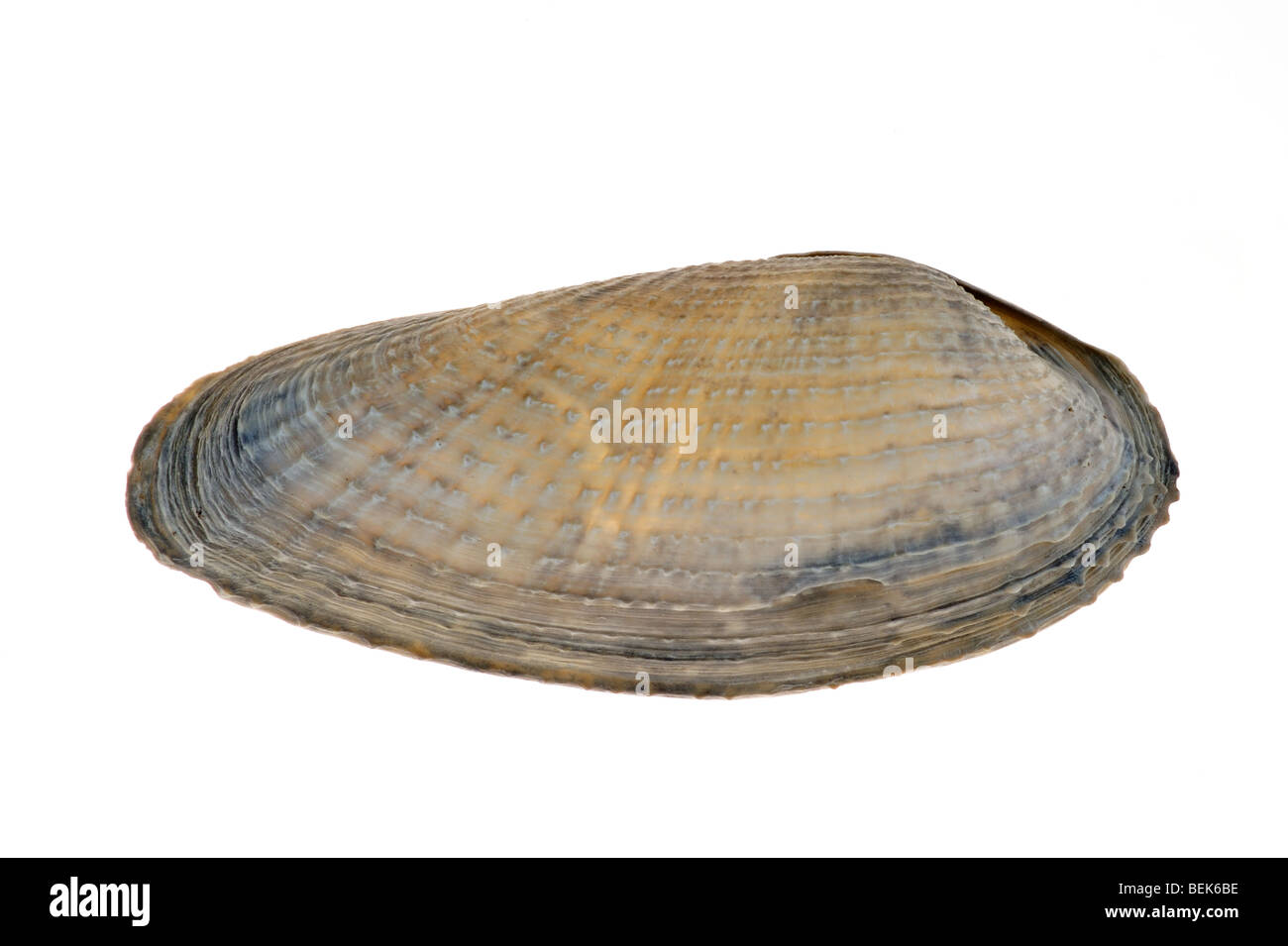 Piddocks High Resolution Stock Photography and Images - Alamy