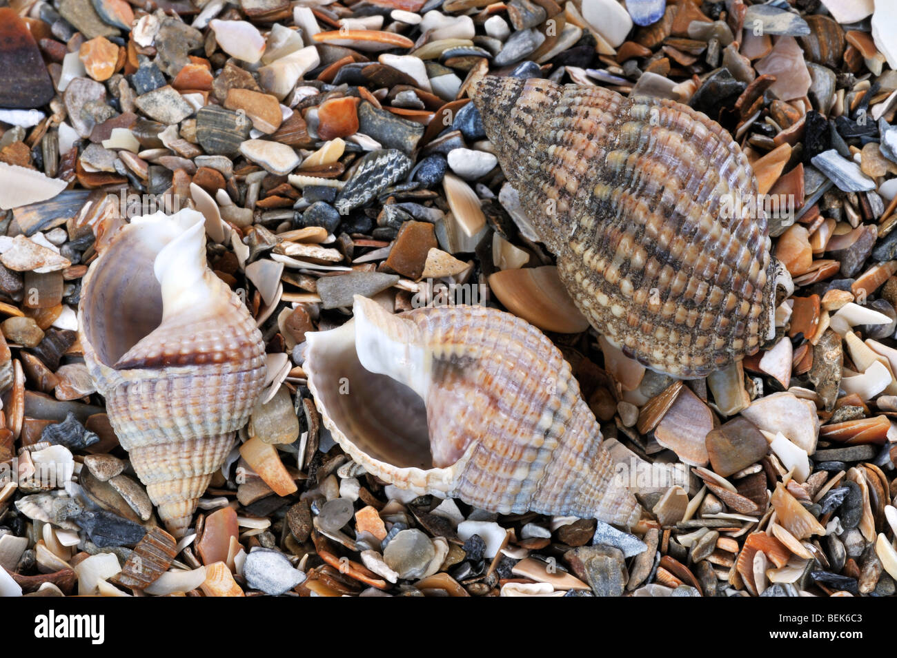 Netted dog whelk (Nassarius reticulatus / Hinia reticulata) on beach ...