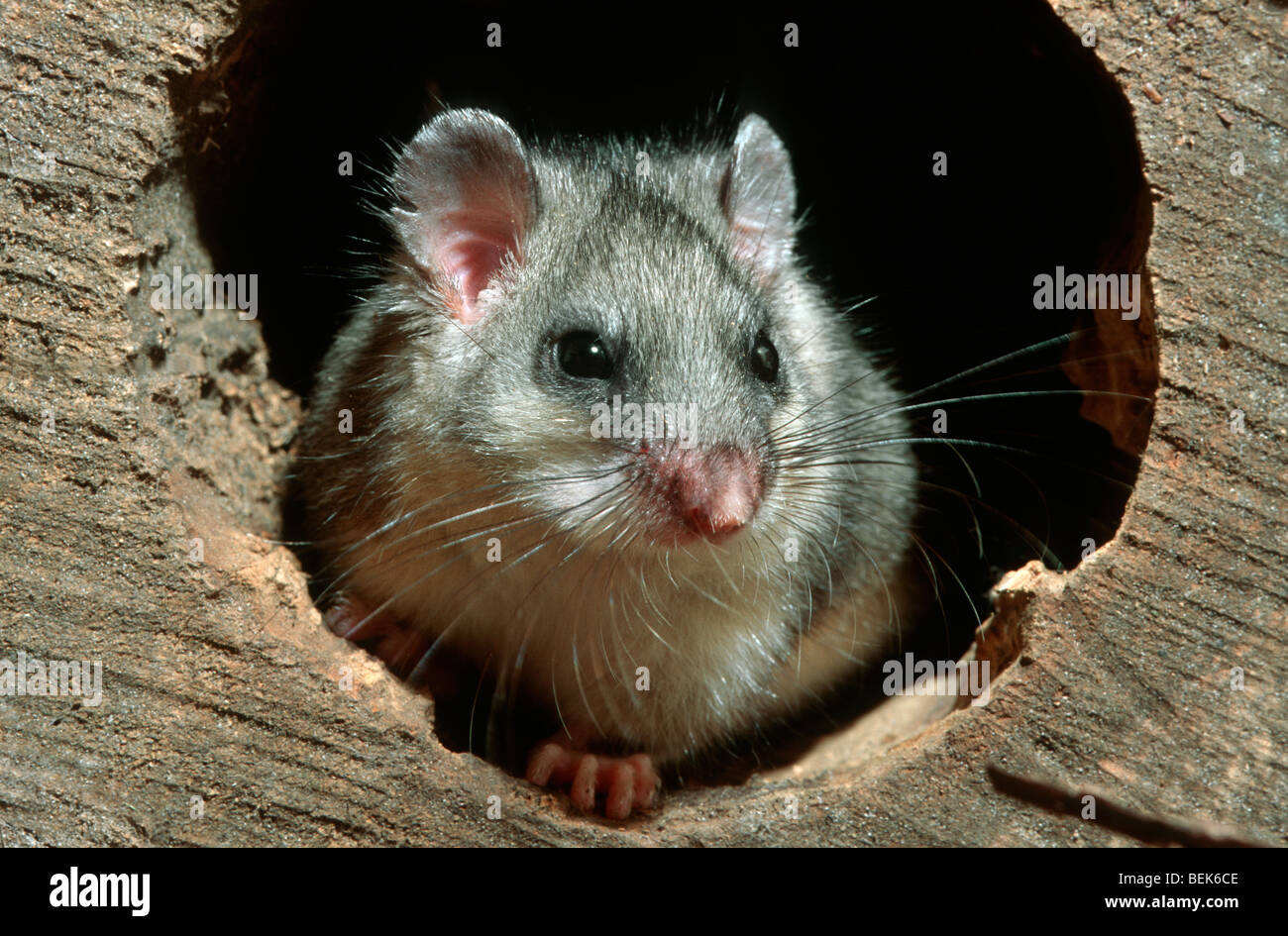 Edible dormouse / fat dormouse (Glis glis) in hollow tree in forest at ...