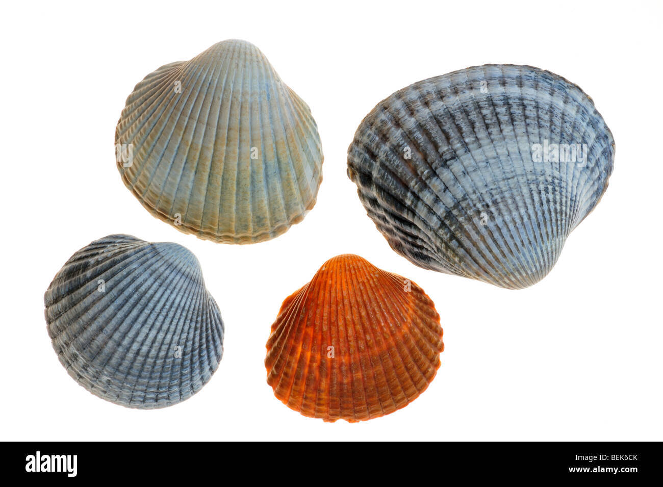 Common cockles (Cerastoderma edule / Cardium edule), Belgium Stock ...