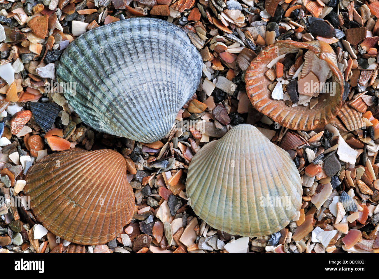 Common cockles (Cerastoderma edule / Cardium edule) on beach, Belgium ...
